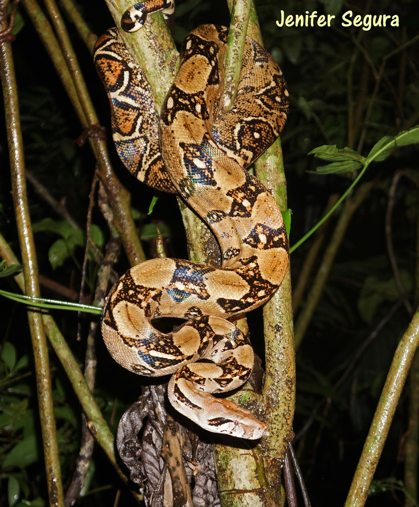 Central American Boa from Reserva de la Biosfera de Los Tuxtlas ...