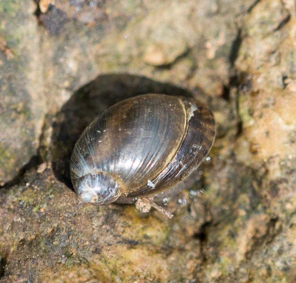 Amber Snails from Frederick County, MD, USA on May 02, 2015 at 11:58 AM ...