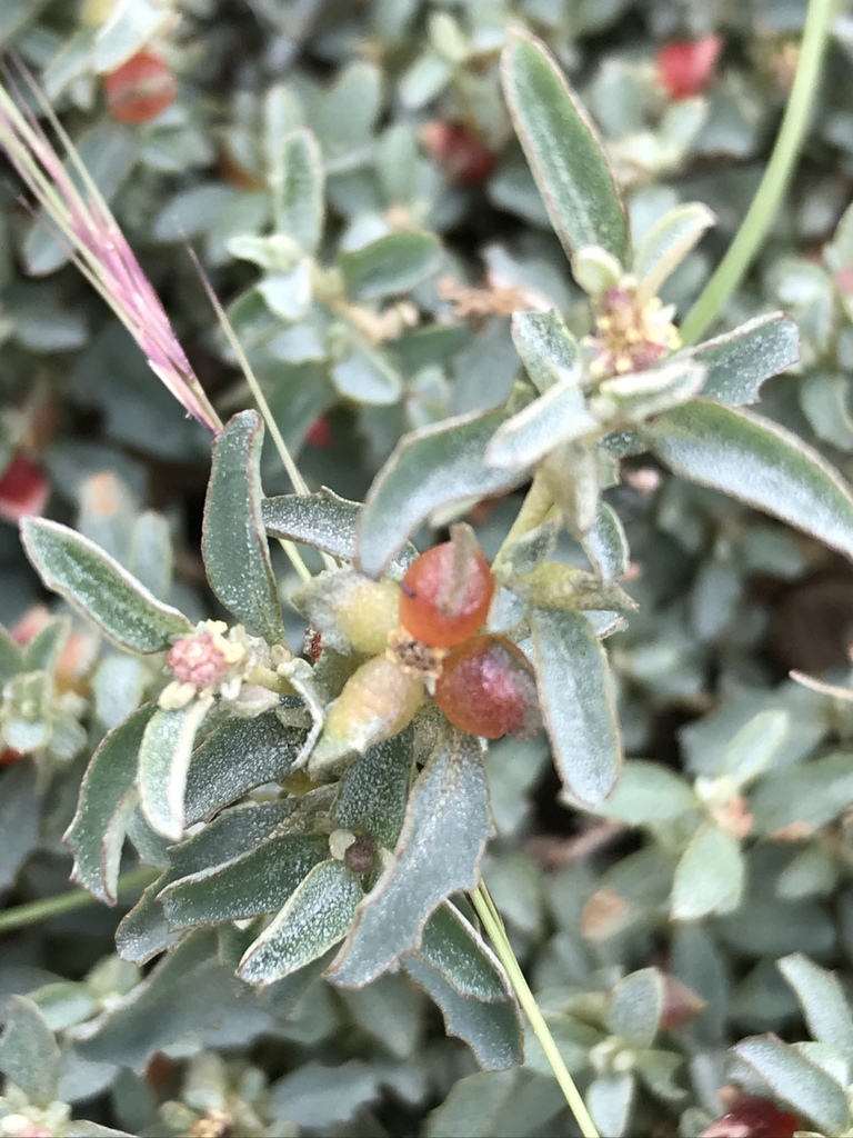 berry saltbush (Atriplex semibaccata) - Botanical Realm