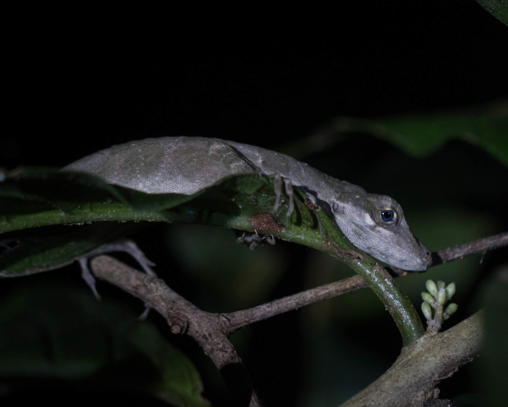 Blue-eyed Anole from Puntarenas Province, Monteverde, Costa Rica on ...