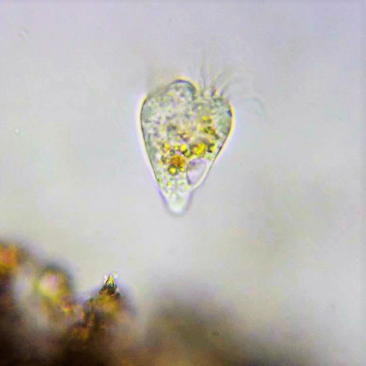 Strobilidium caudatum from Balsa (sefaret) en l'Stret de Valldemosa ...