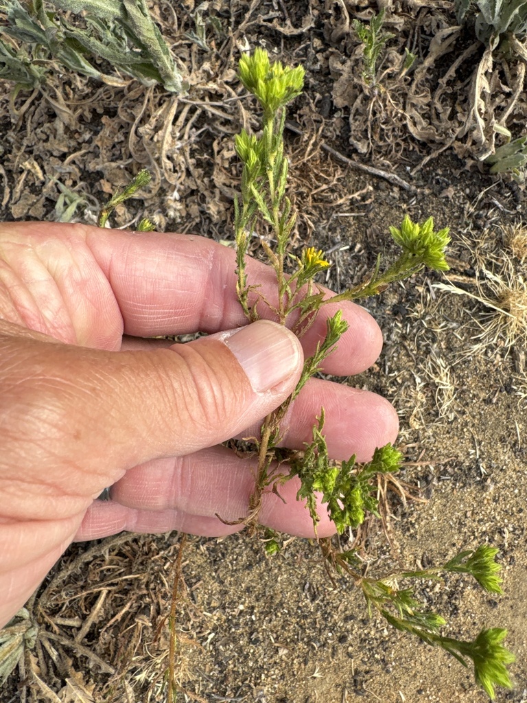 Clustered Tarweed from Standley Recreation Center, San Diego, CA, US on ...
