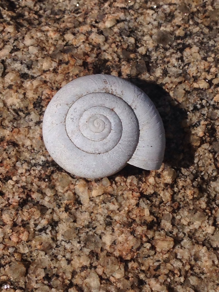 San Diego Chestnut in March 2020 by Greg Pauly · iNaturalist