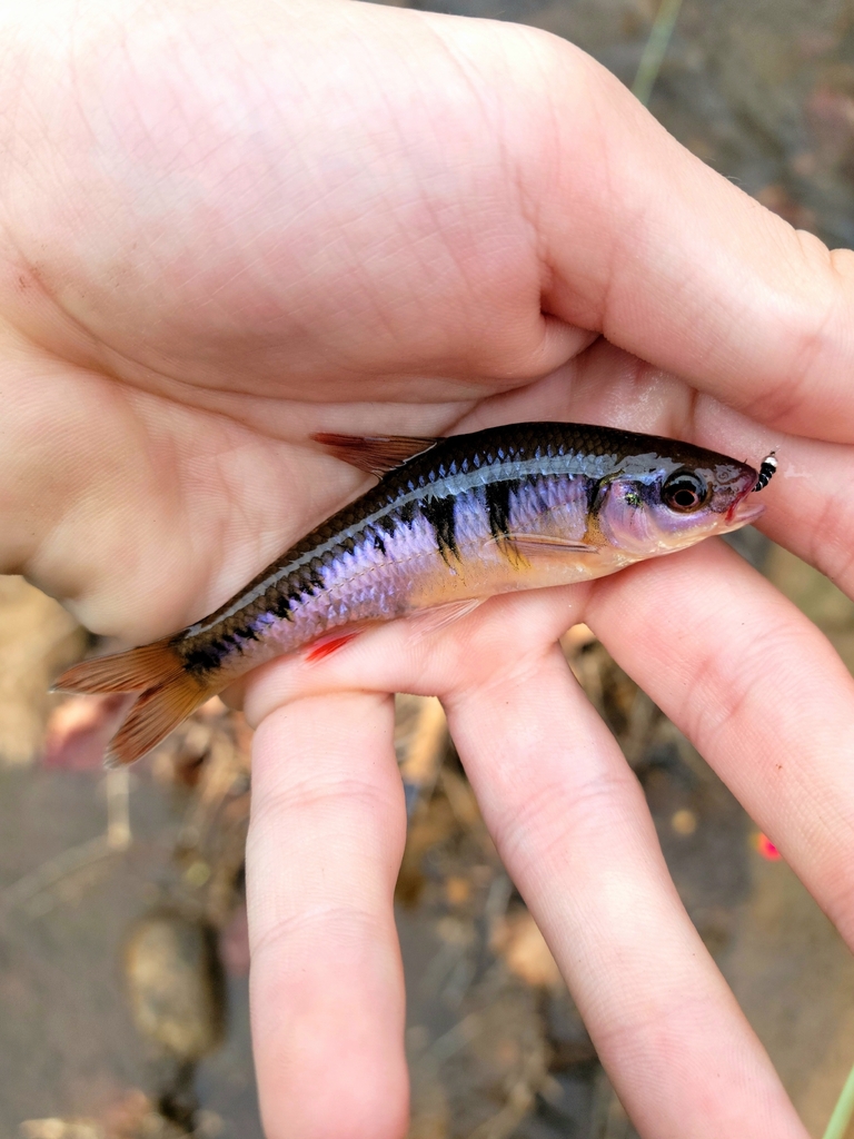 Crescent Shiner in January 2022 by Spencer Pearson · iNaturalist