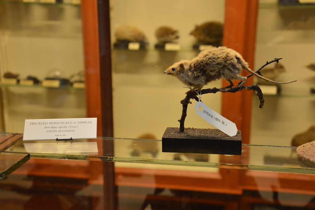 Dibbler (Parantechinus apicalis) - Know Your Mammals