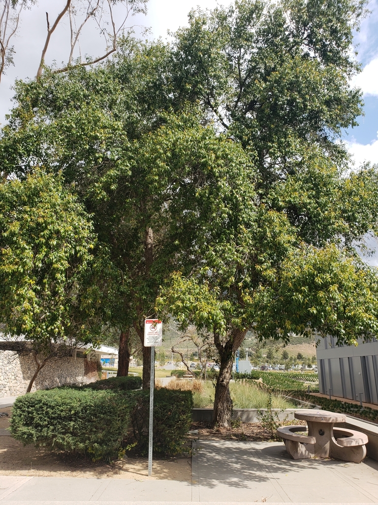 Camphor Tree from San Bernardino County, US-CA, US on March 07, 2020 at ...
