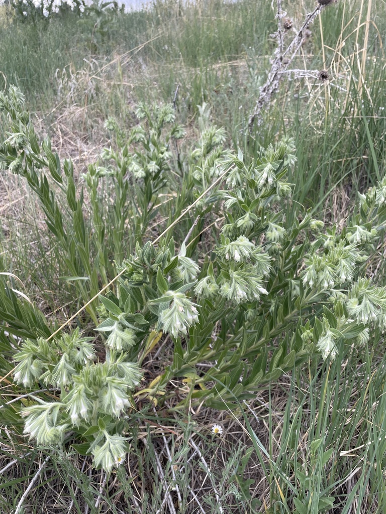 western false gromwell from Colorado Golf Club, Parker, CO, US on June ...