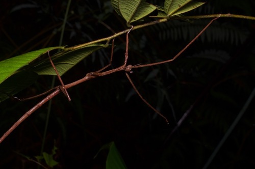 Great Thin Stick (Ramulus nematodes) · iNaturalist