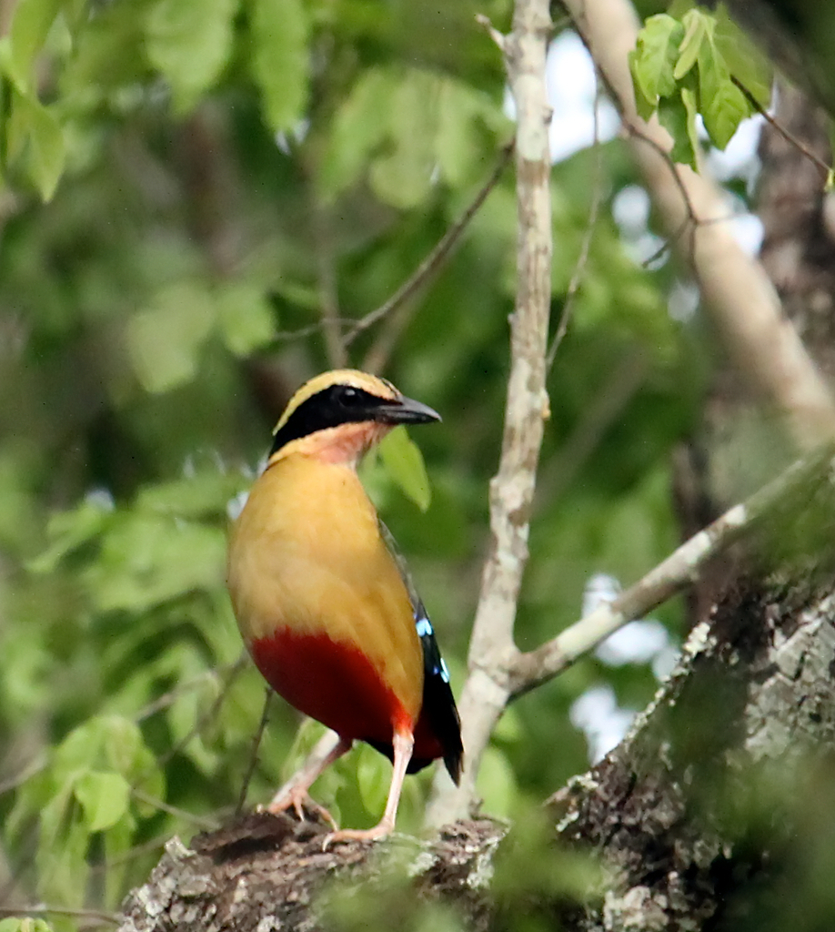 African Pitta (Pitta angolensis) - Avian Discovery