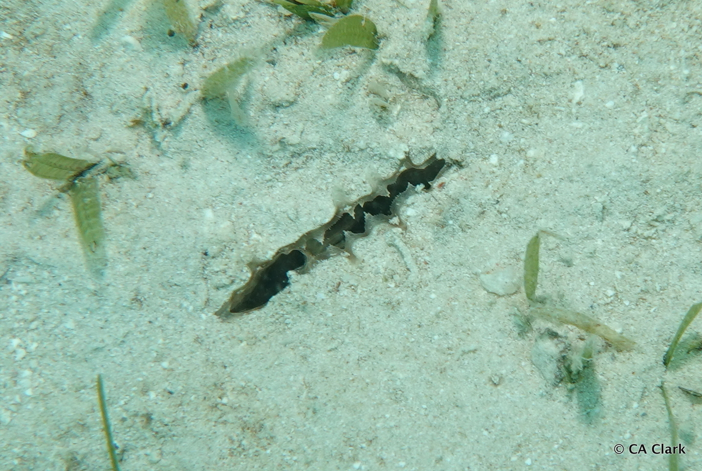 Pinna carnea Gmelin, 1791