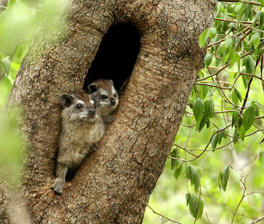 Tree Hyraxes (Dendrohyrax) - Know Your Mammals