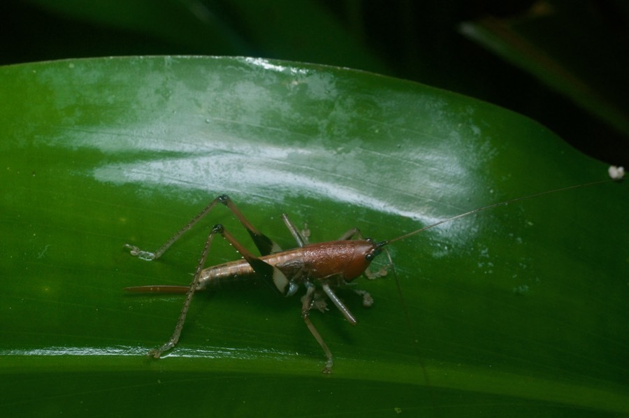 Macroxiphus sumatranus from Gombak, Selangor, Malaysia on January 16 ...
