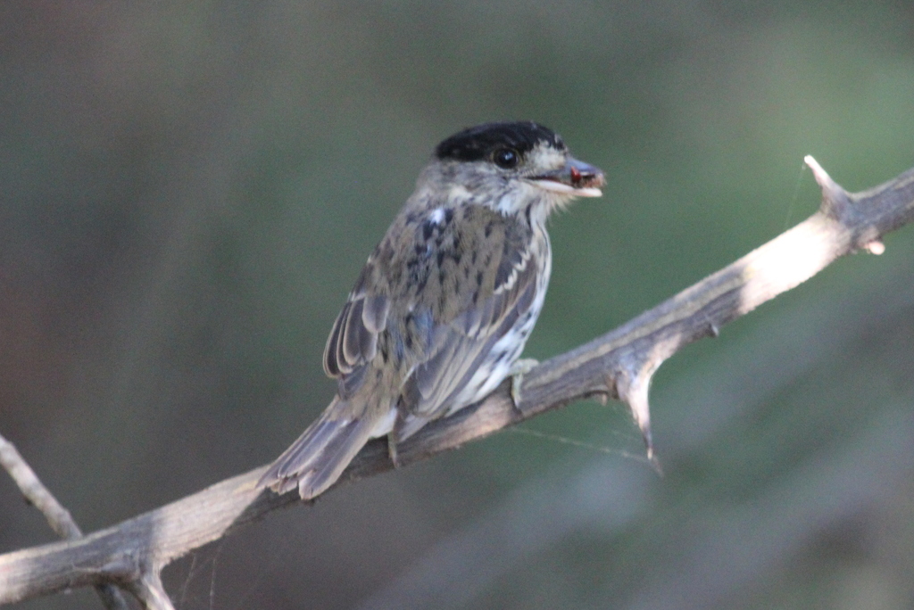 African Broadbill (Smithornis capensis) - Avian Discovery