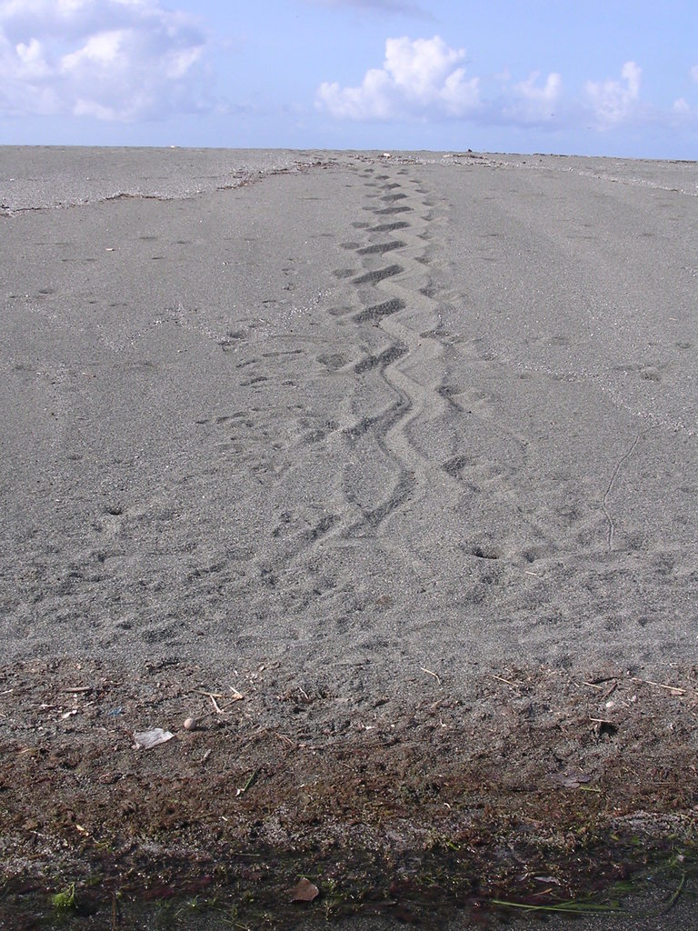 Saltwater Crocodile from Lake Modo Mahut, Clere, Manufahi, Timor-Leste ...