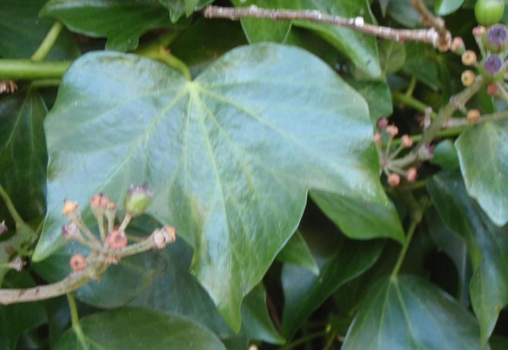 common ivy from Formby NT Larkhill, Liverpool L37, UK on 06 March, 2020 ...