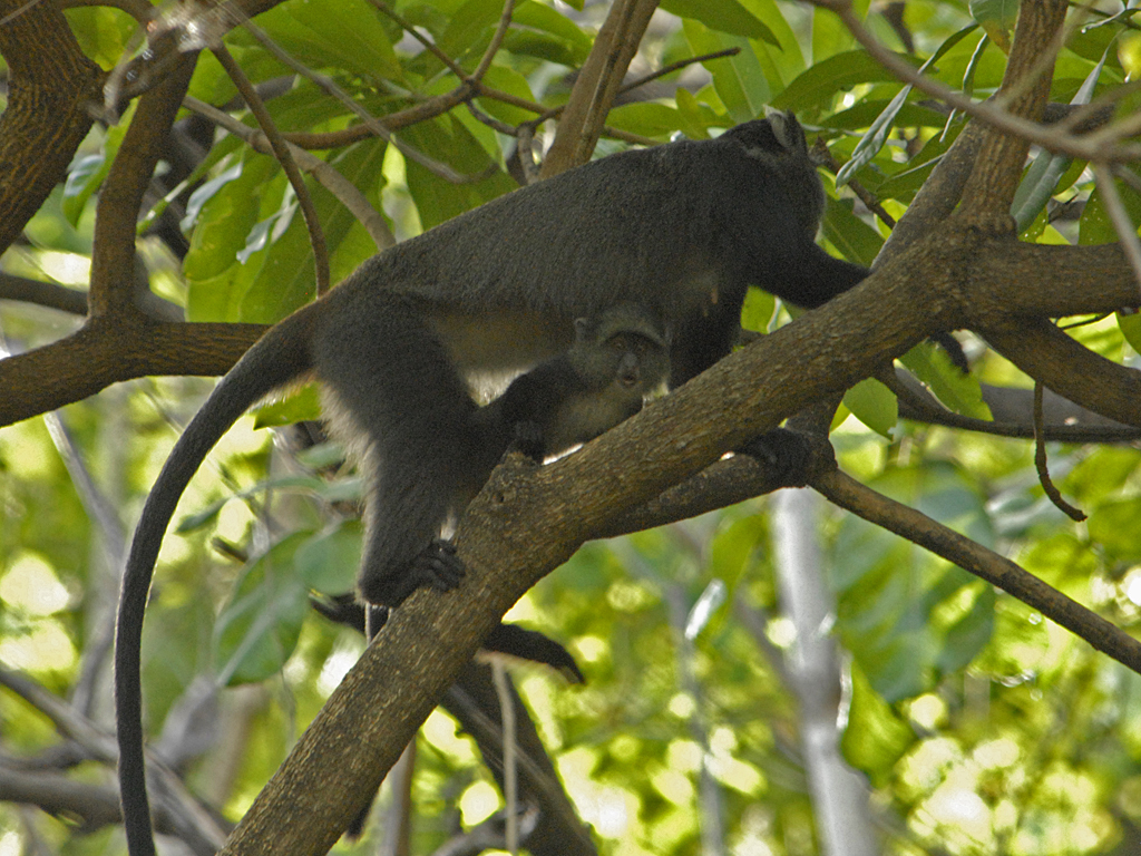 Stuhlmann's Blue Monkey (Cercopithecus mitis stuhlmanni) - Know Your ...