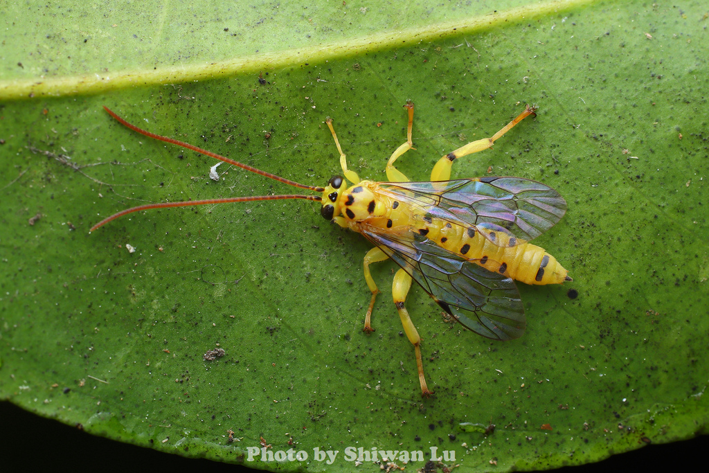 Xanthopimpla from 中国广东省韶关市乳源瑶族自治县 on March 27, 2026 at 08:23 PM by ...
