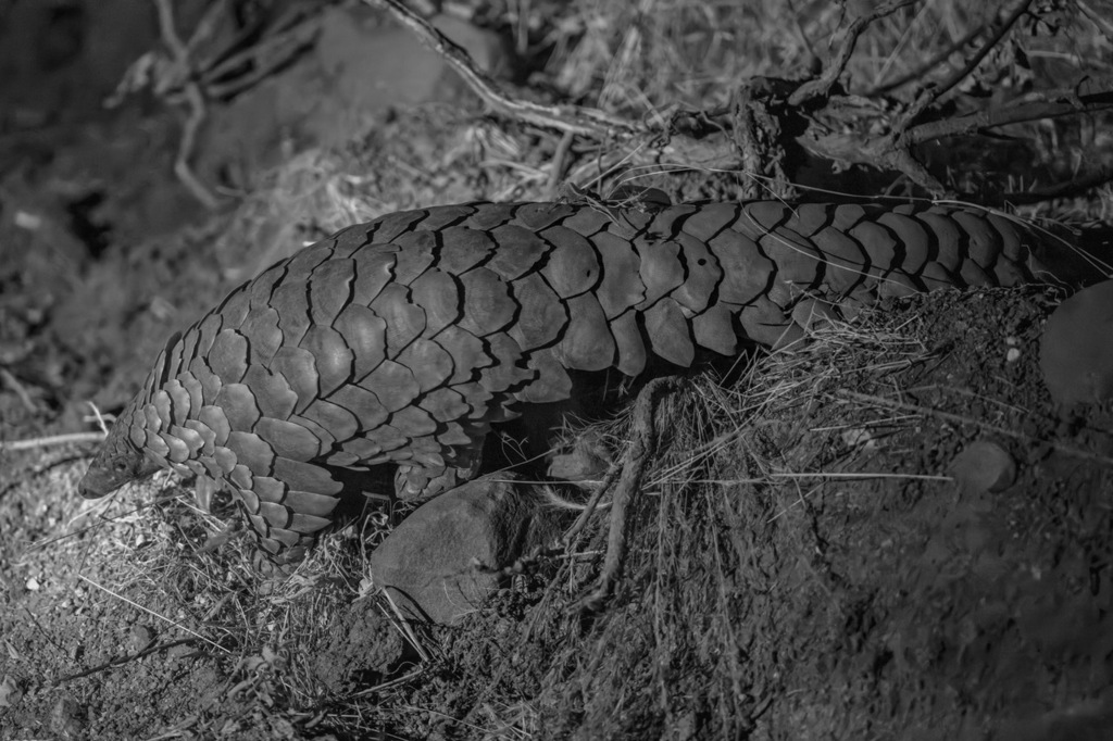 Temminck's Ground Pangolin in June 2025 by Royle Safaris · iNaturalist