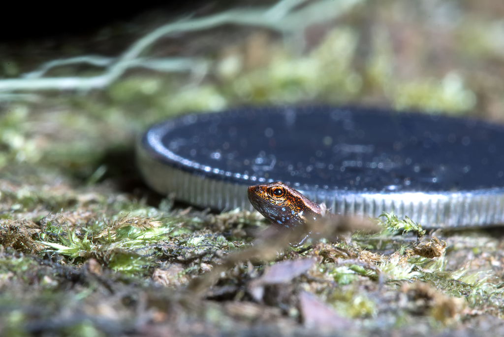 Gardiner's Seychelles Frog in July 2015 by Claude Kolwelter · iNaturalist