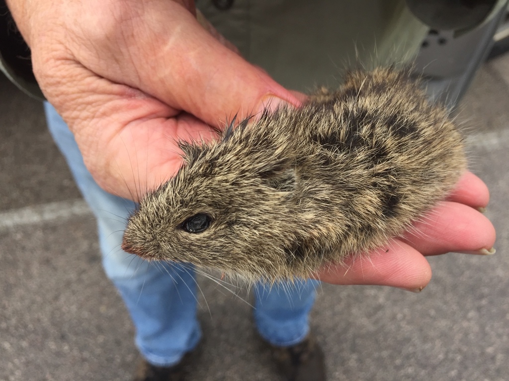 Hispid Cotton Rat in March 2020 by Mike Farley. Hispid Cotton Rat ...