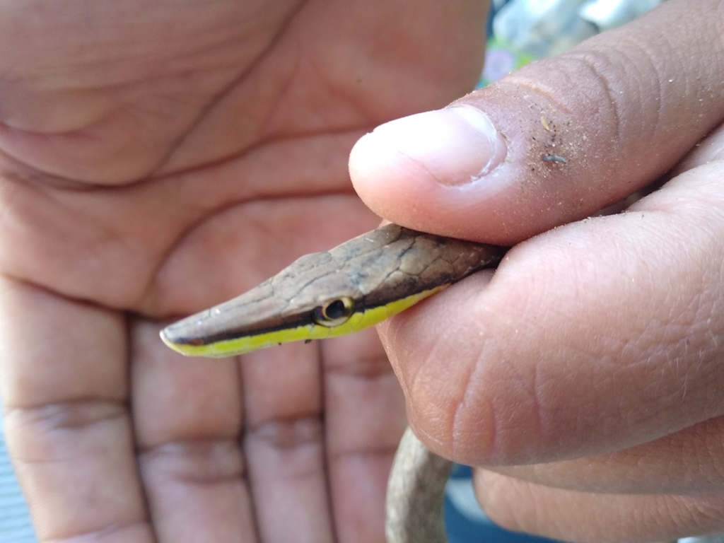 Oxybelis microphthalmus from Cumbres de Llano Largo on March 07, 2020 ...