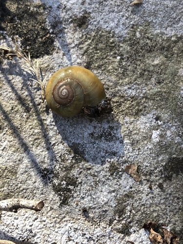 Broad Button Snail (Mesomphix latior) · iNaturalist