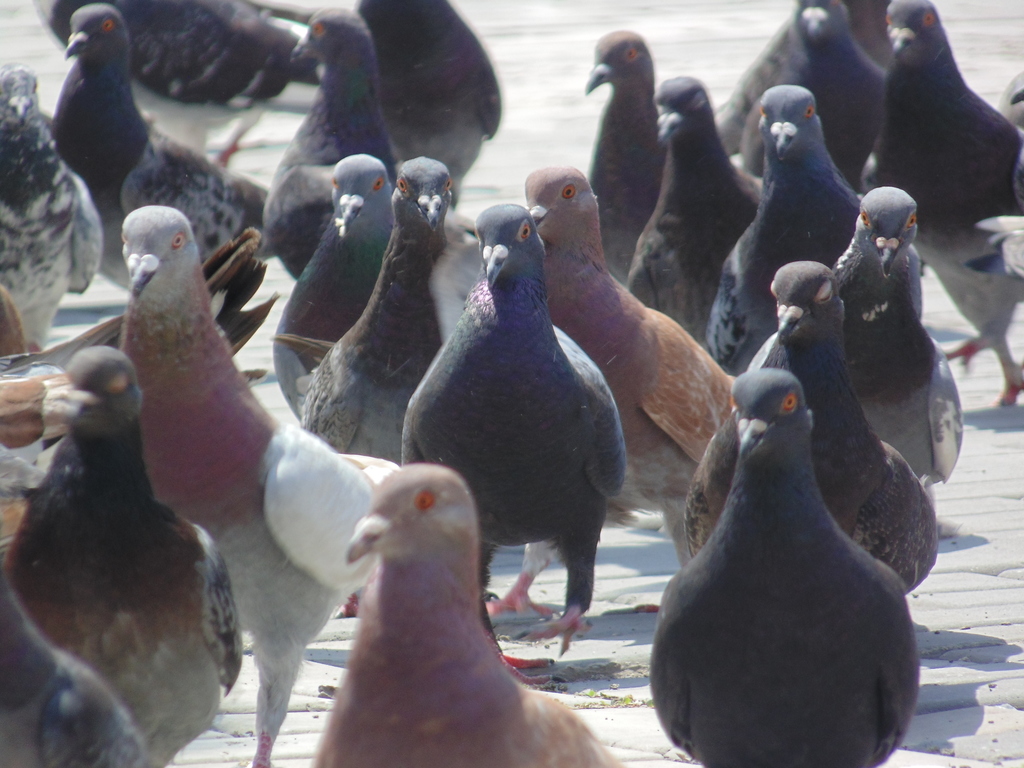 Feral Pigeon from Havana, Cuba on March 7, 2018 at 12:46 PM by Matt ...