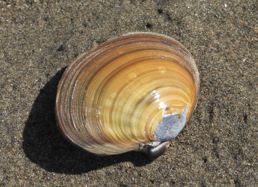 Purple Mahogany Clam from FSSP Jetty Sands on March 27, 2026 at 02:11 ...