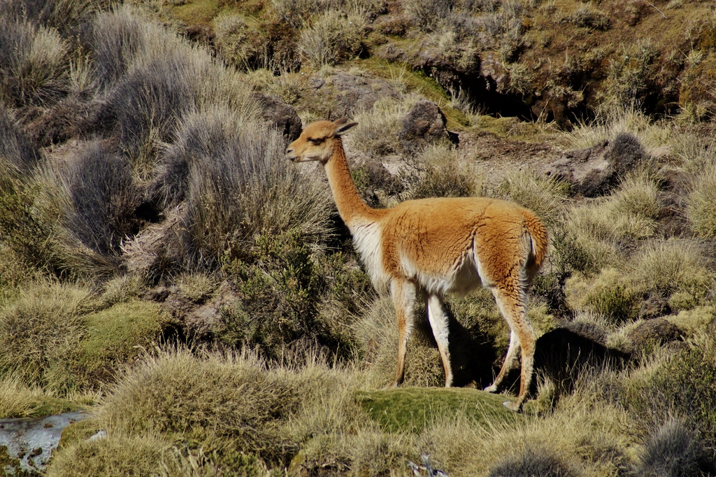 Vicuña (Vicugna vicugna) - Know Your Mammals