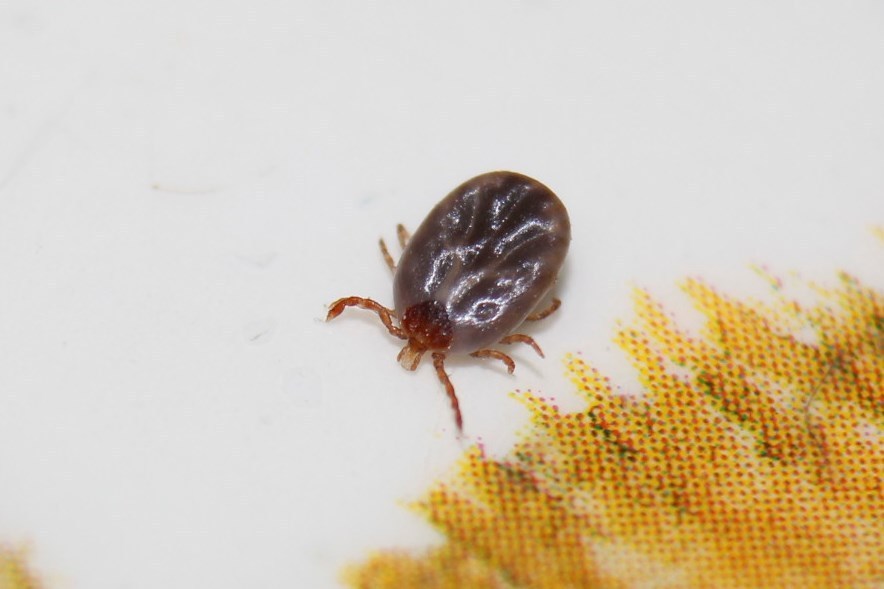 Australian Cattle Tick (Tick Watch Southwest Australia) · iNaturalist