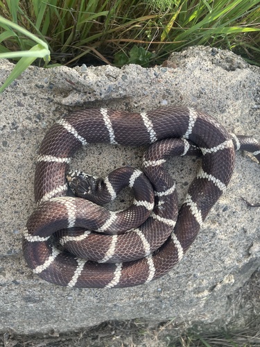 California King Snake (Lampropeltis californiae) - Snakes and Lizards