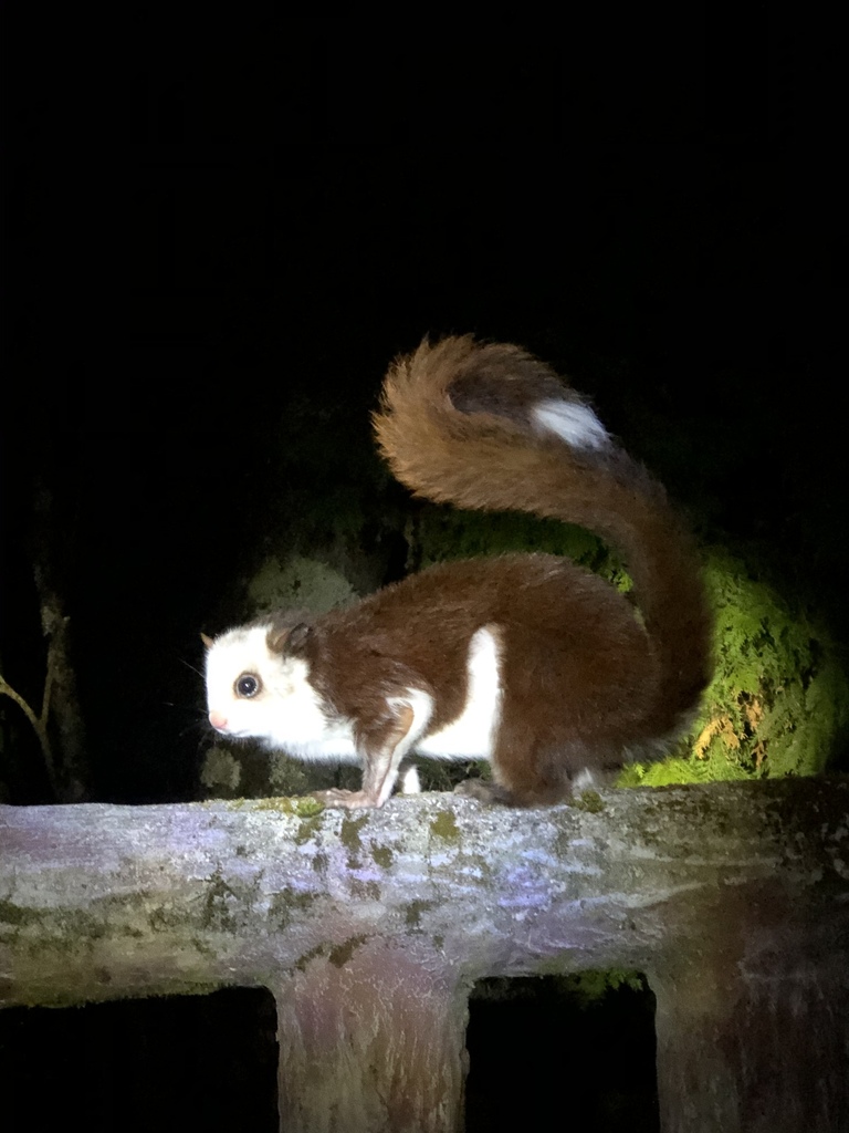 Taiwan Red-and-white Giant Flying Squirrel (Petaurista lena) - Know ...