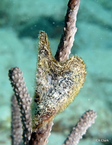 Winged Oysters (Genus Pteria) · iNaturalist United Kingdom