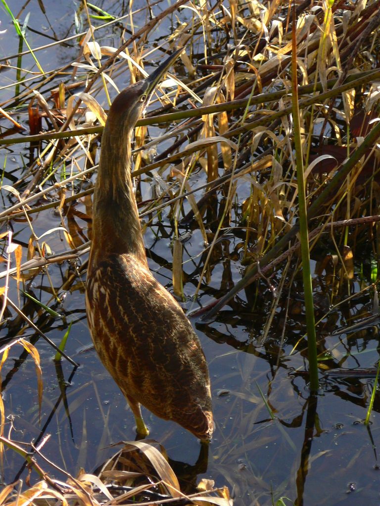 American Bittern (Birds of the Carpenter St. Croix Valley Nature Center ...