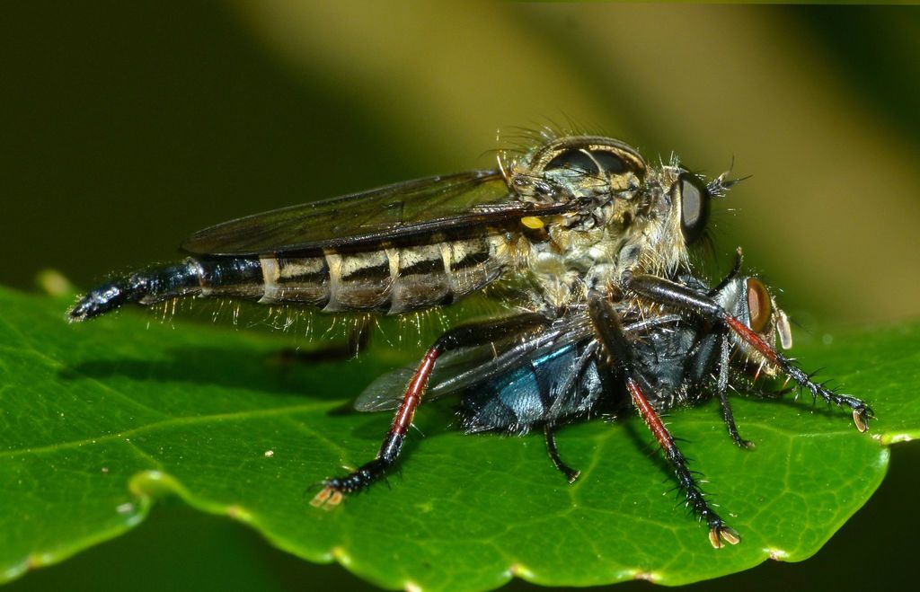 Neoitamus from Dunedin - Woodhaugh Gardens on February 16, 2017 at 03: ...
