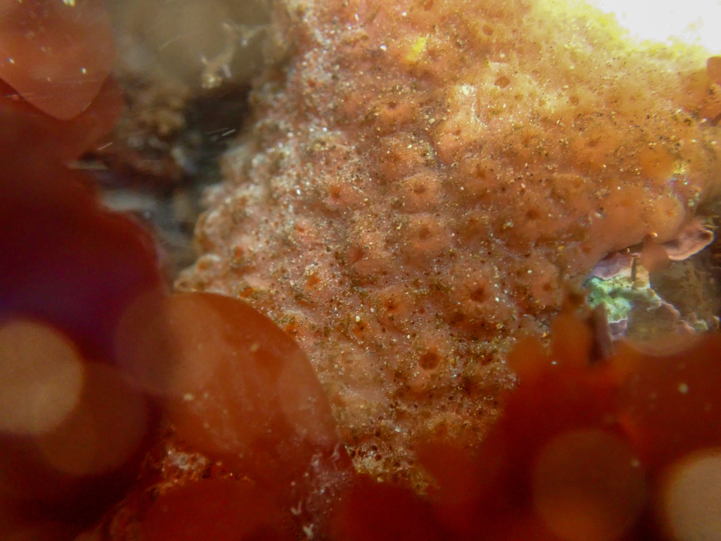 Sand Tunicate from San Mateo County, CA, USA on March 07, 2020 at 04:33 ...
