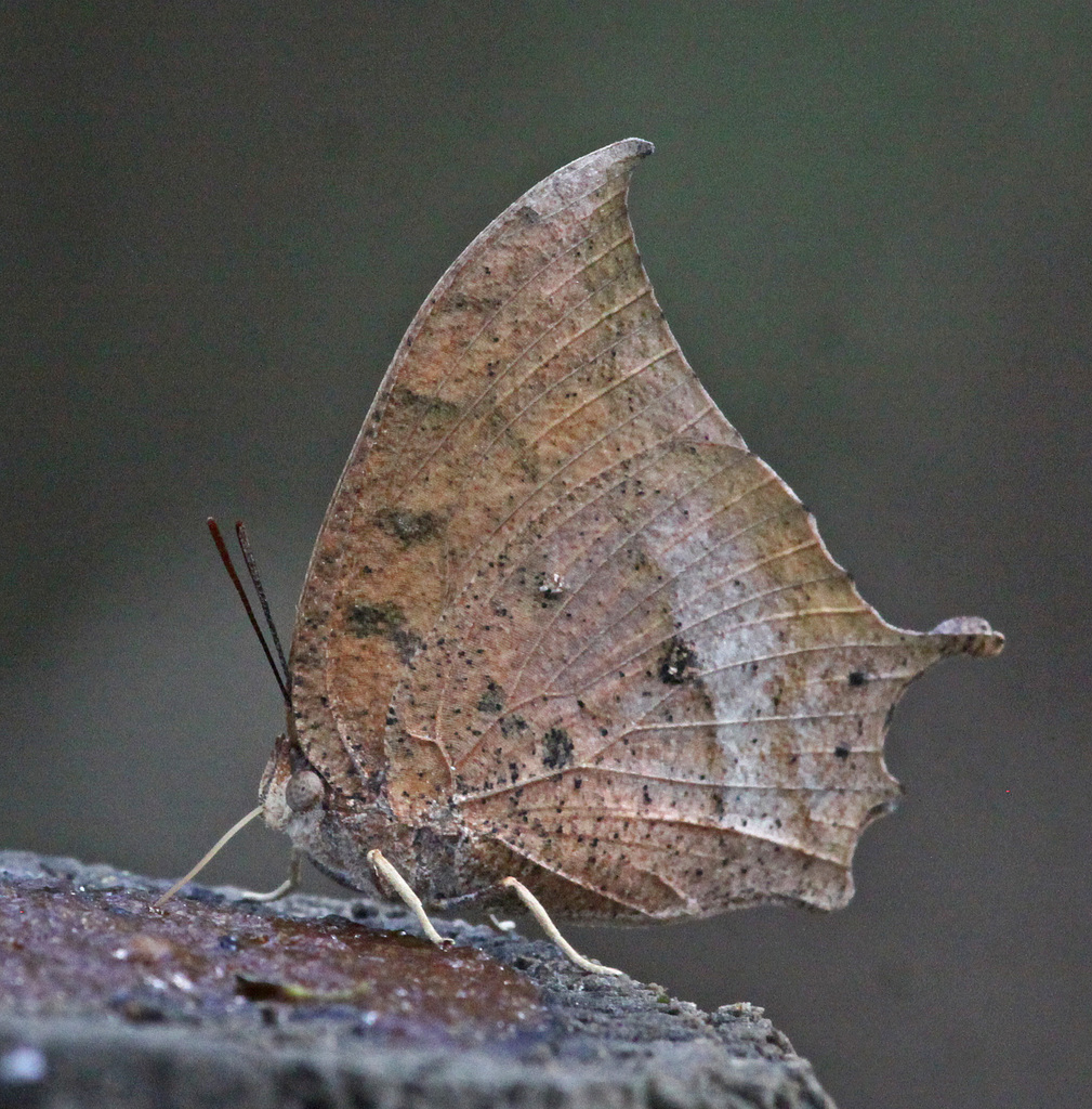 Anaea aidea (Guia de Mariposas y polillas de Paco´s Reserva de Flora y ...