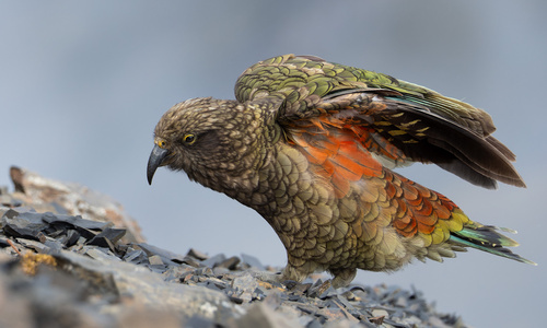 New Zealand Parrots (Family Strigopidae) · iNaturalist