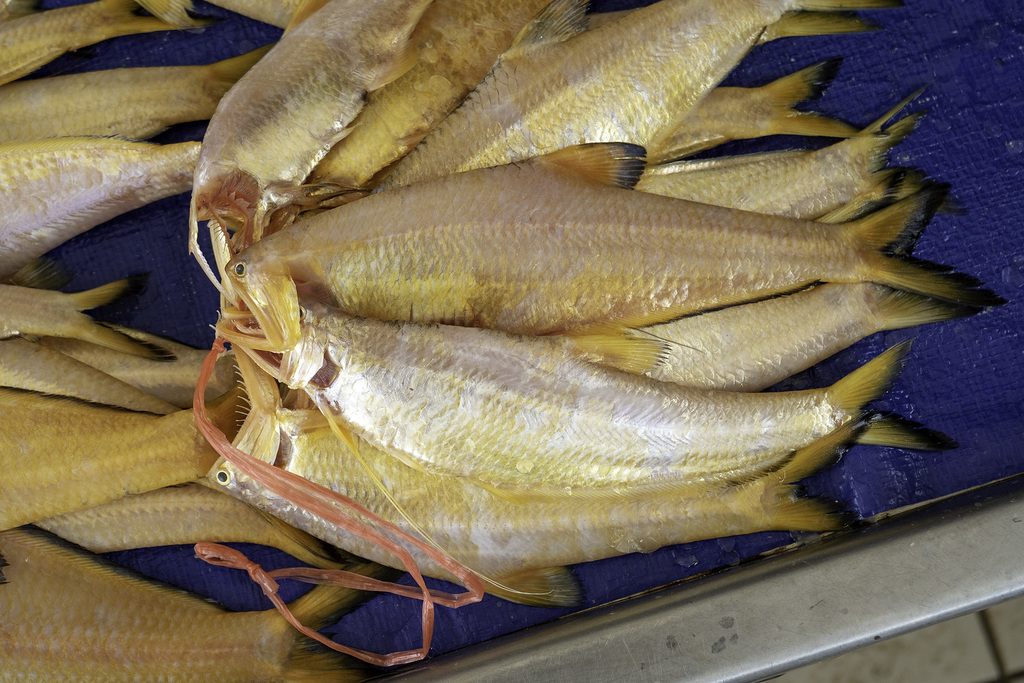 Hairfin Anchovies (Setipinna) - Marine Life Identification