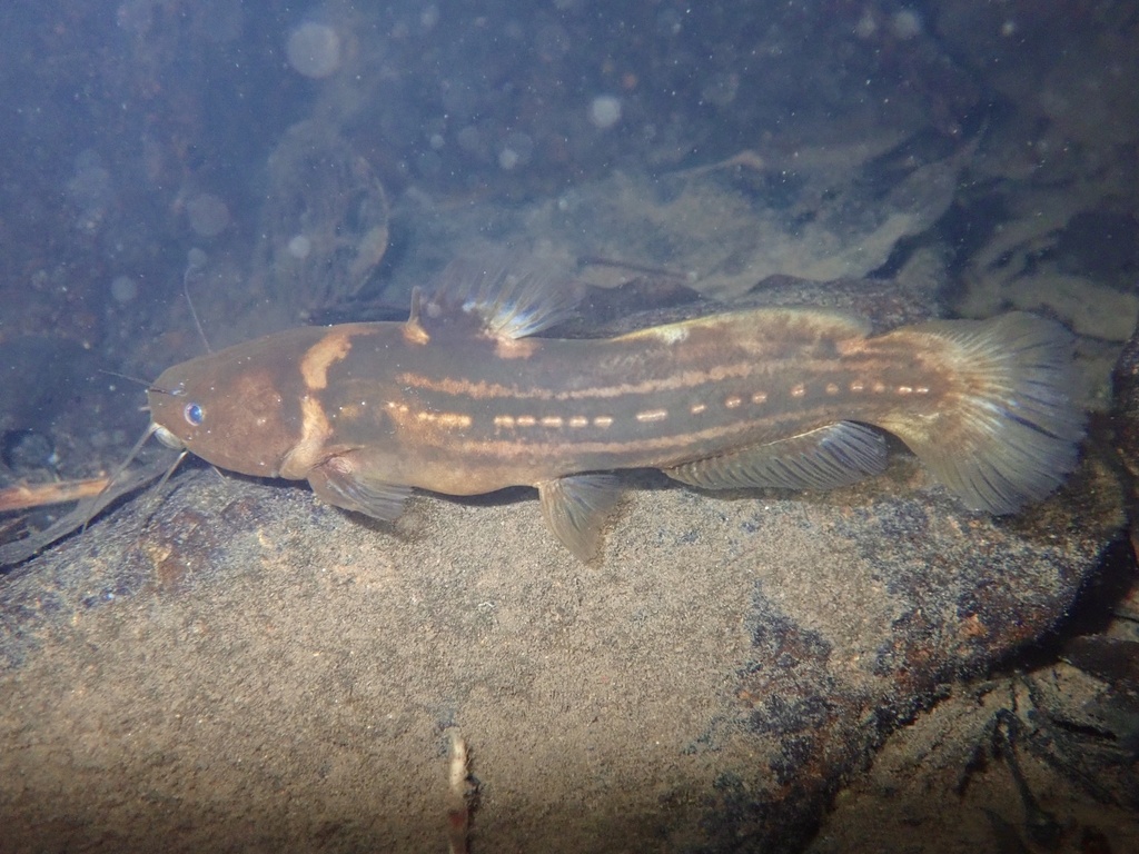 Three-lines Bagrid Fish (Tachysurus trilineatus) - Marine Life ...
