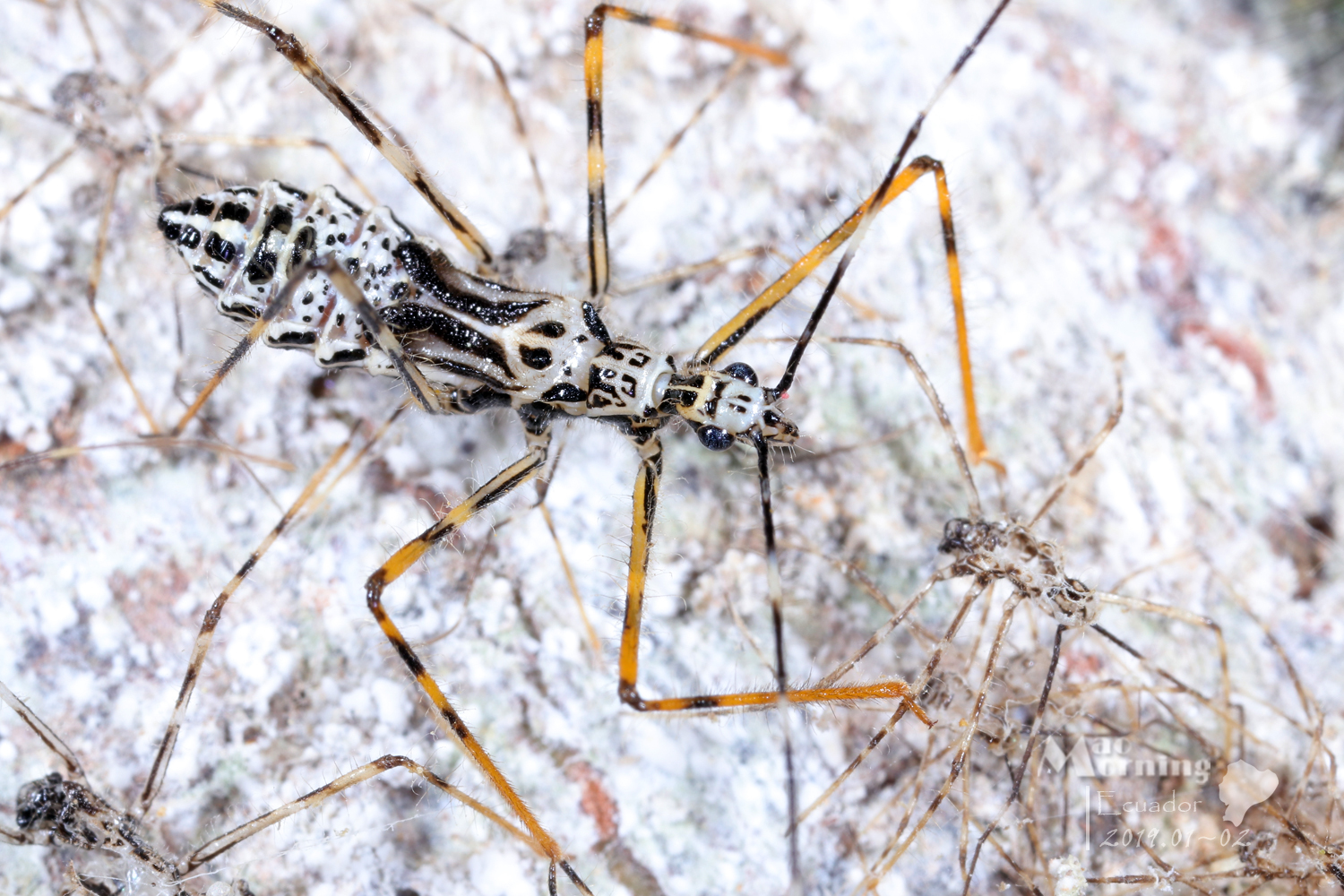 What is this? It also flies : r/whatisthisbug