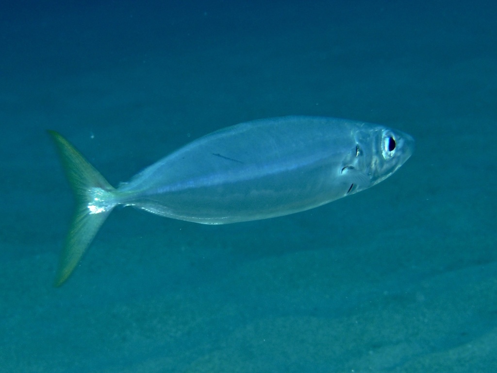 (Decapterus) - Marine Life Identification