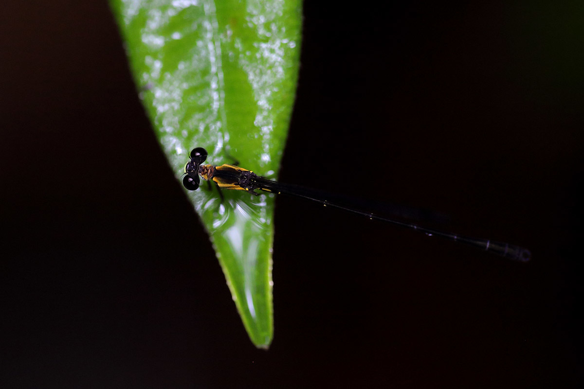 Lestoidea Tillyard, 1913