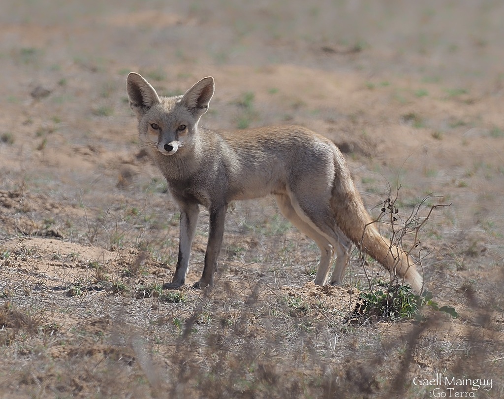 White-footed Fox from Desert National Park on February 17, 2020 at 11: ...