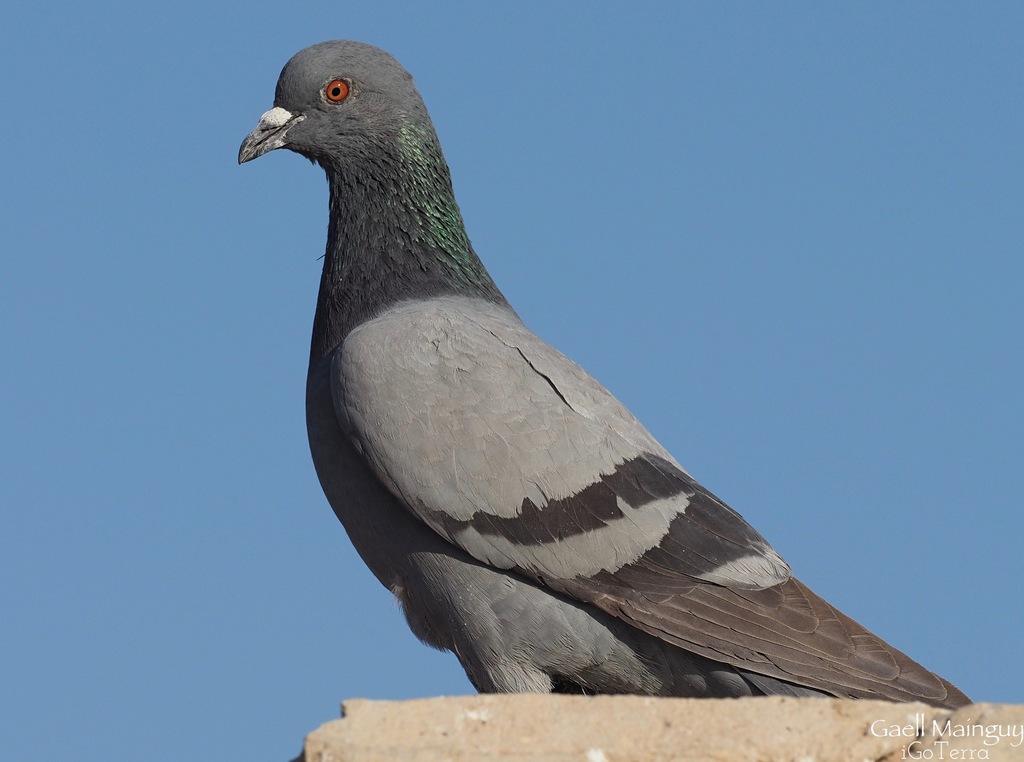 Columba livia neglecta (Especies y subespecies (Global)) · iNaturalist