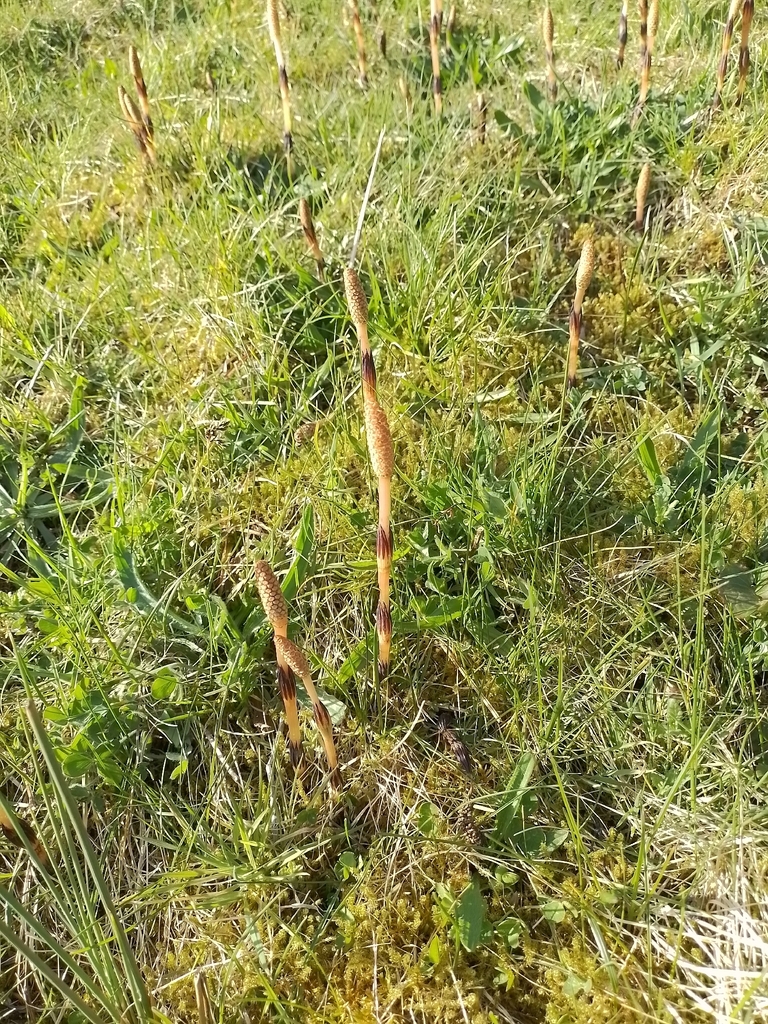 field horsetail from New Parkside Farm, Lancaster LA2 6FD, UK on March ...