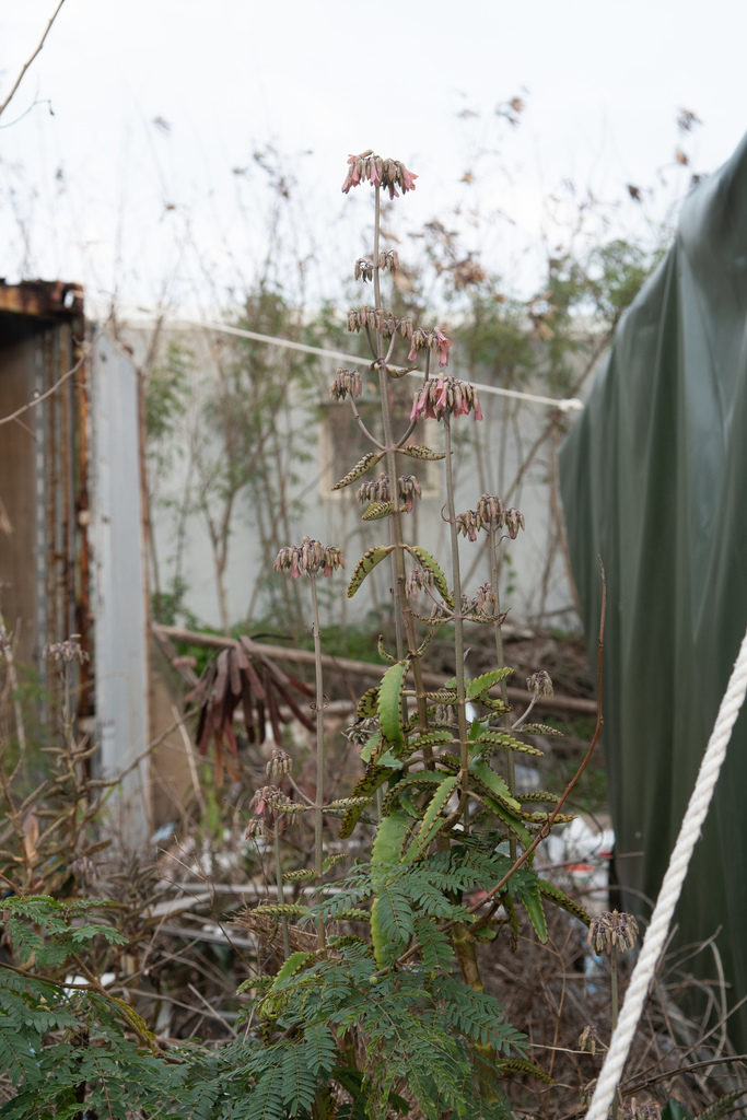 Alligator Plant from 台灣澎湖縣白沙鄉白沙 on February 14, 2020 at 04:58 PM by 張智偉 ...