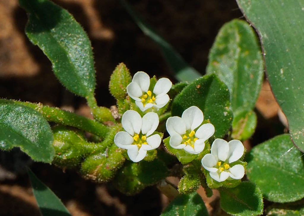 Limeum Family (Limeaceae) - Botanical Realm