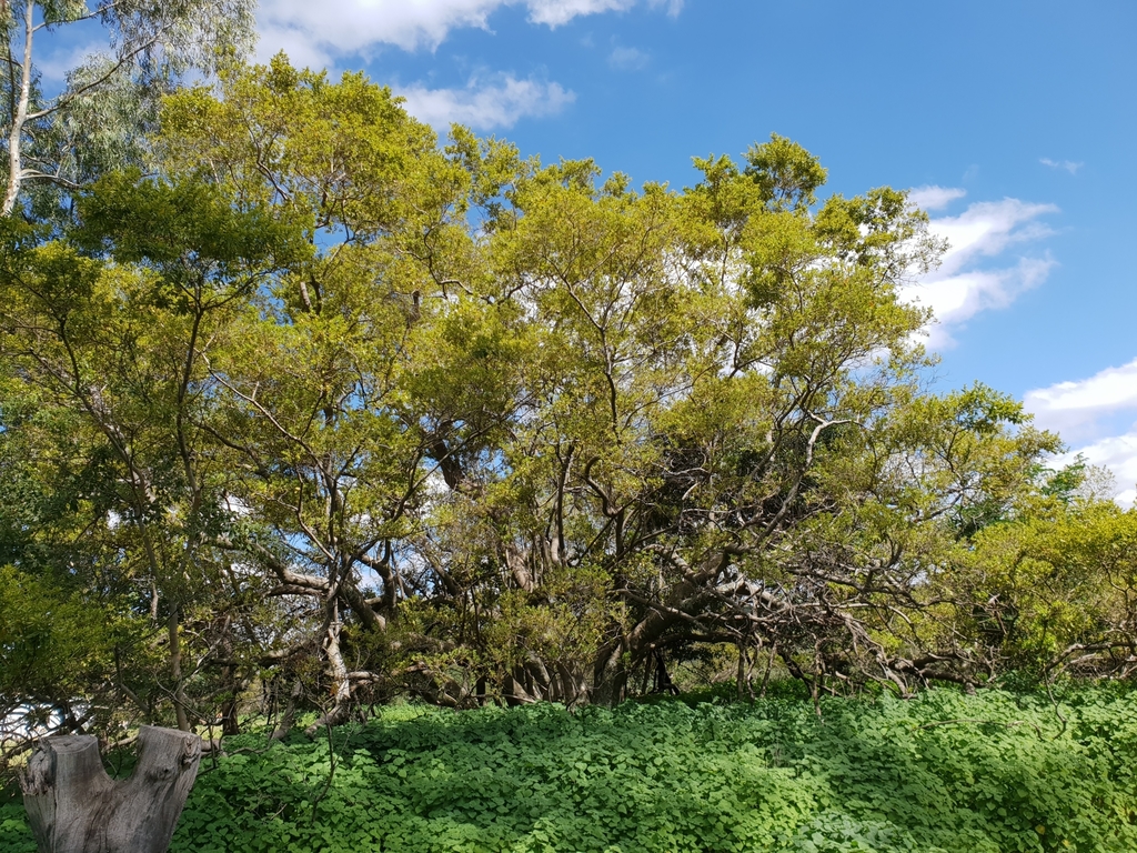 river bushwillow (Combretum erythrophyllum) - Botanical Realm