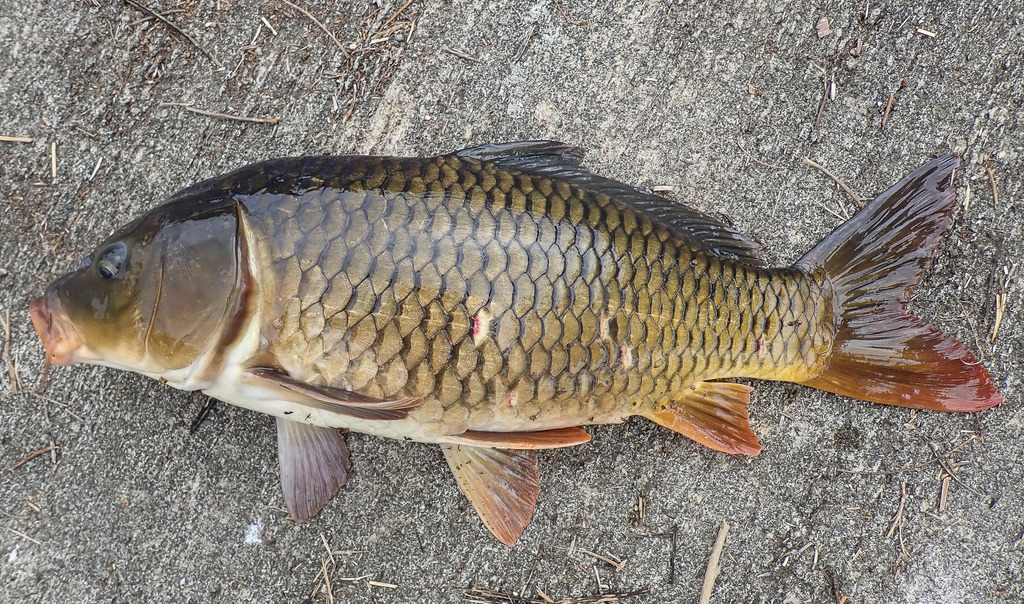 Amur Carp (Cyprinus rubrofuscus) - Marine Life Identification
